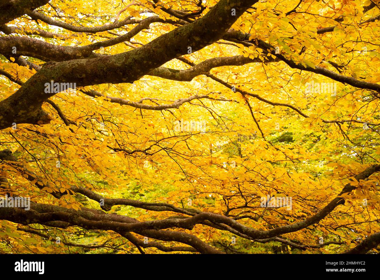 Fall season lanscape with colorful trees and plants Stock Photo - Alamy