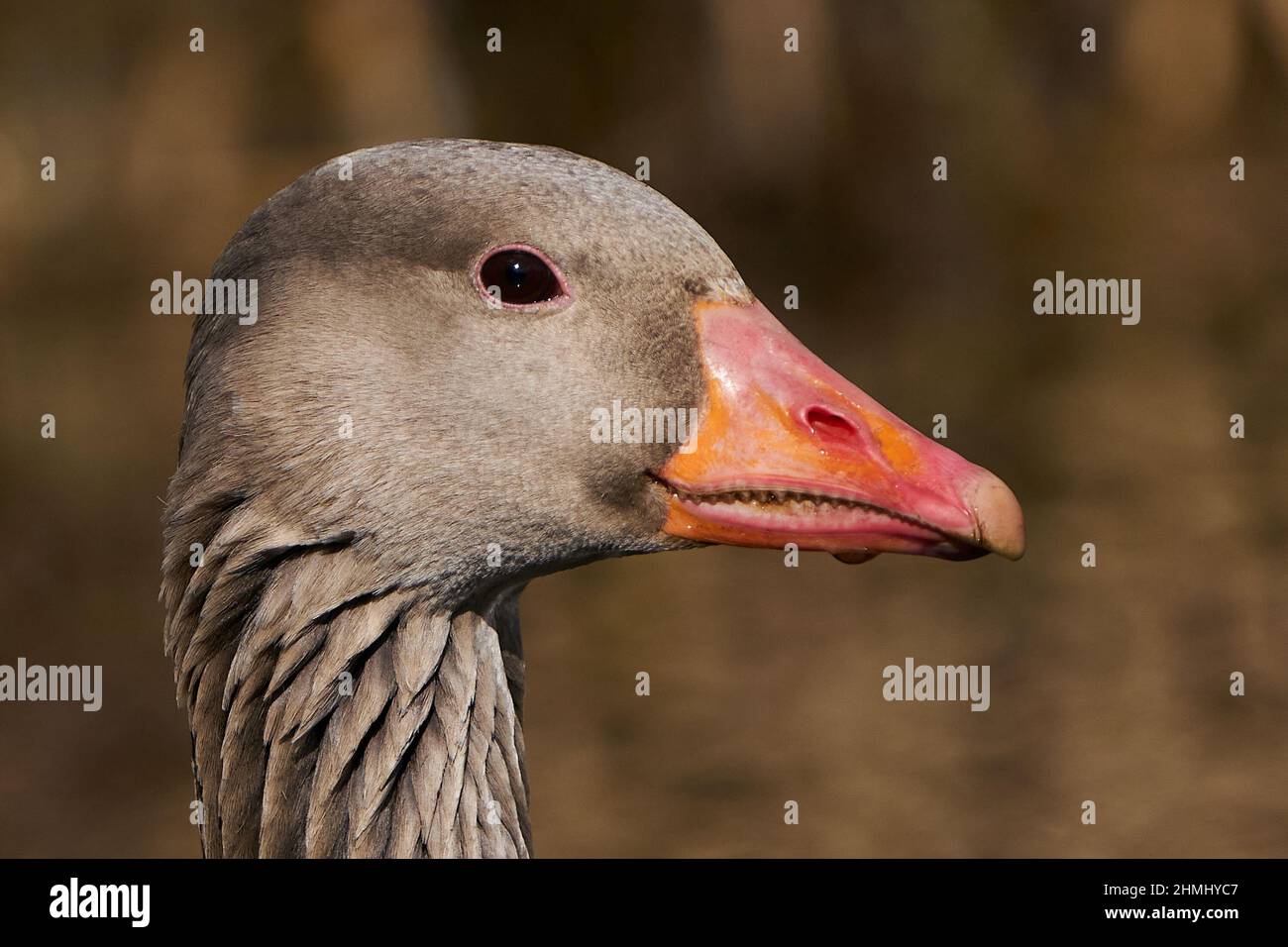 Portrait of the Greylag goose in its habitat in Denmark Stock Photo - Alamy