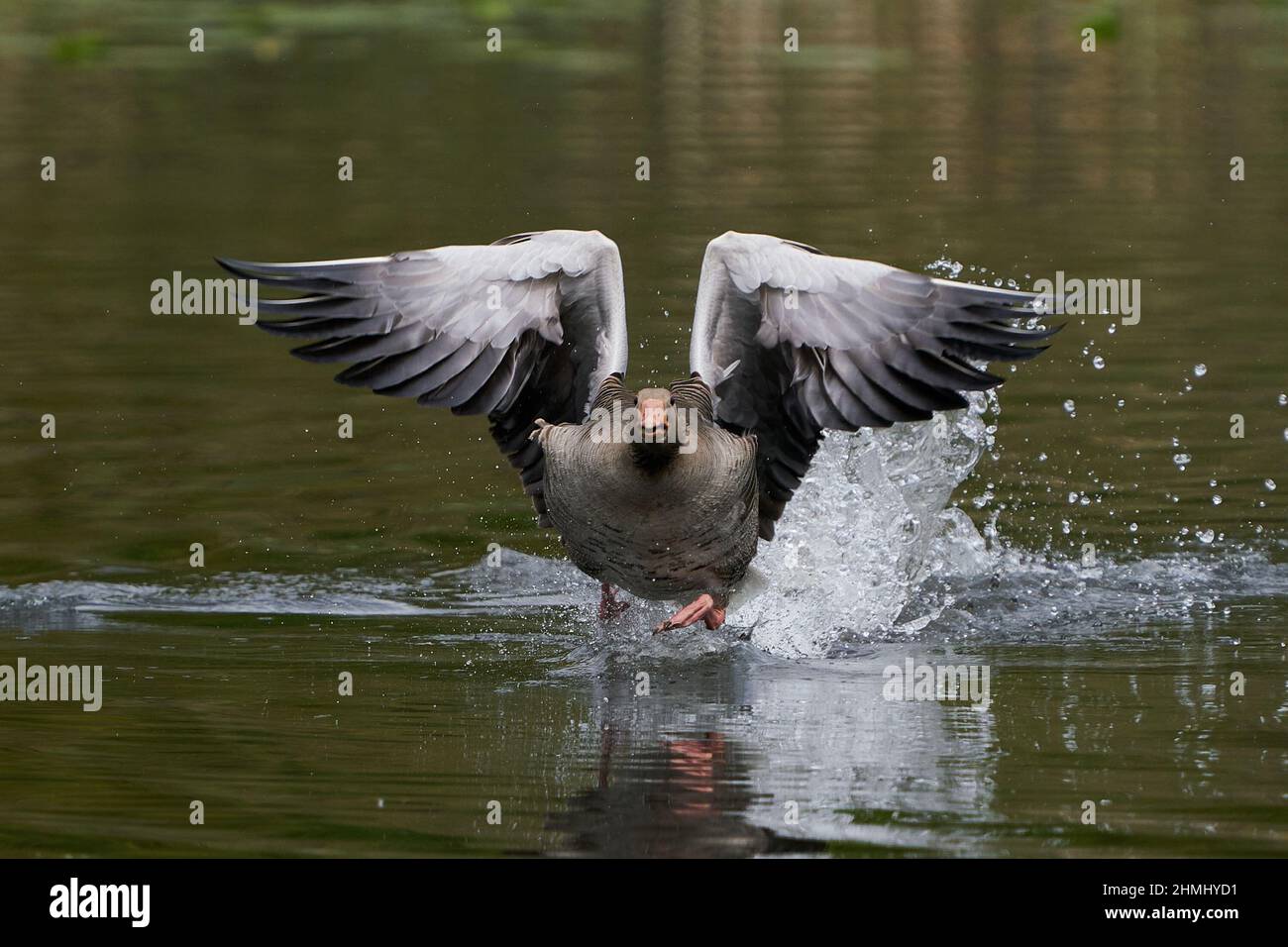 Greylag goose with open wings in its habitat in Denmark Stock Photo - Alamy