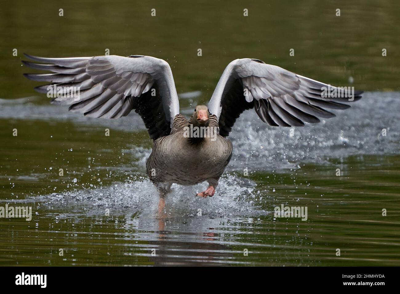 Greylag goose with open wings in its habitat in Denmark Stock Photo - Alamy