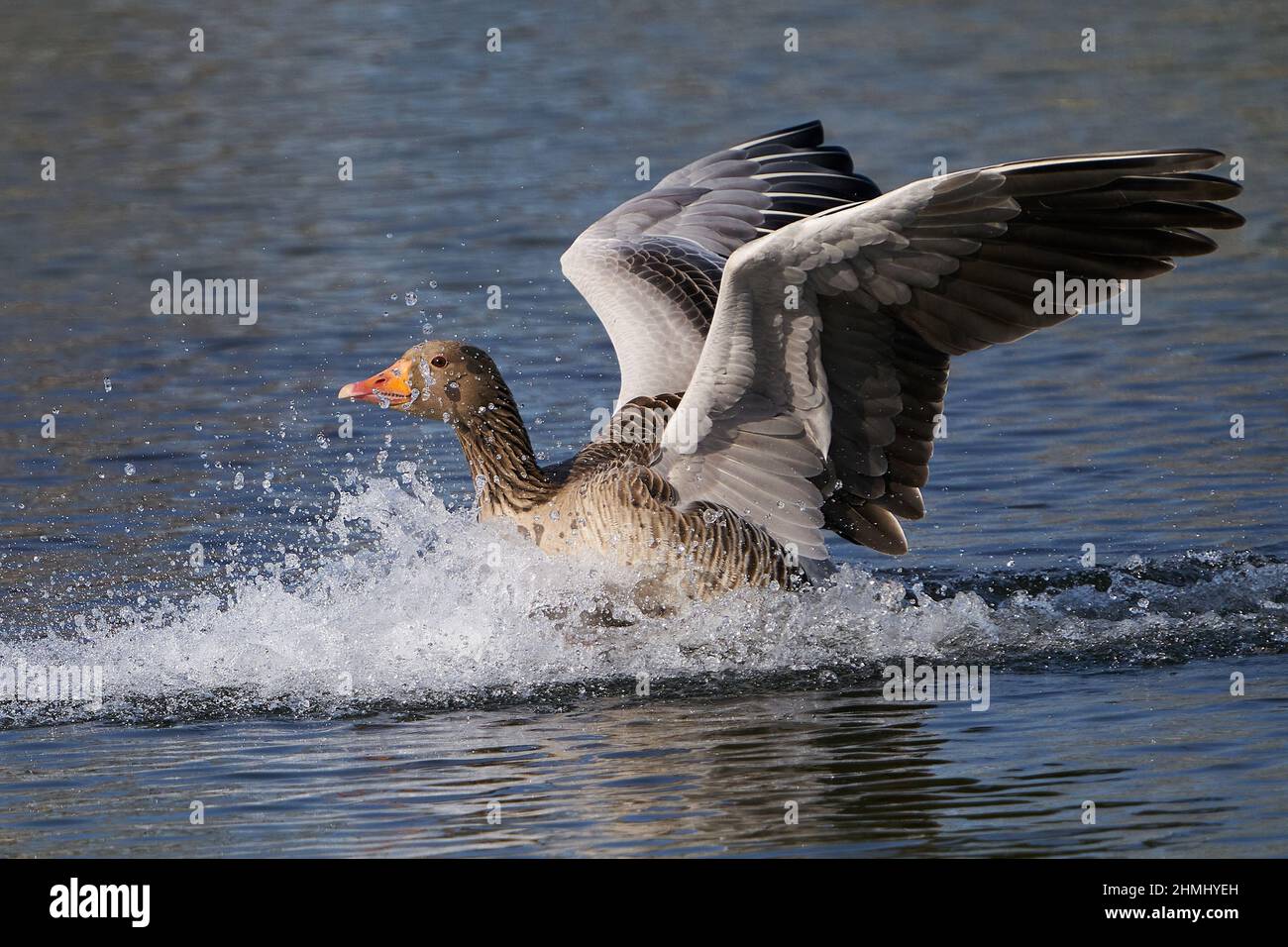 Greylag goose in flight in its habitat in Denmark Stock Photo - Alamy