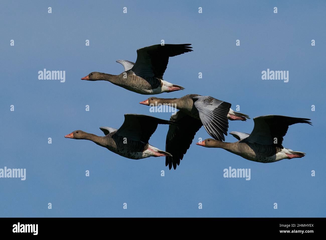 Greylag geese in flight in their habitat in Denmark Stock Photo - Alamy