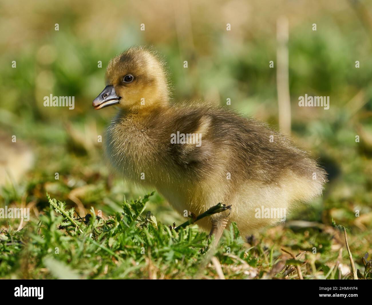 Gooseling hi-res stock photography and images - Alamy