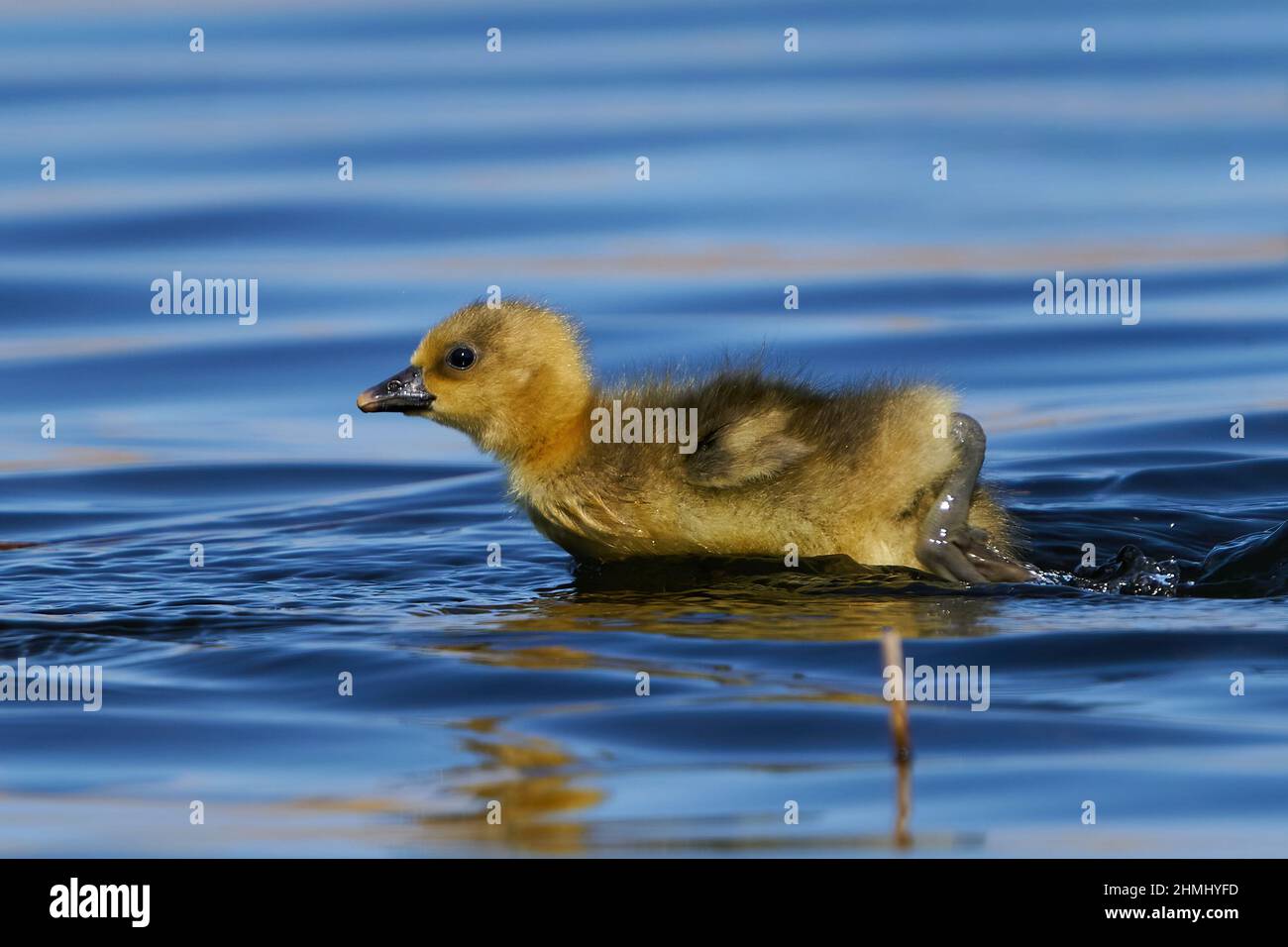 Gooseling hi-res stock photography and images - Alamy