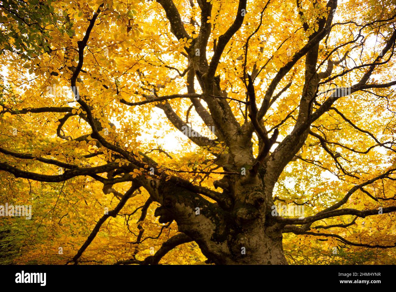 Fall season lanscape with colorful trees and plants Stock Photo - Alamy