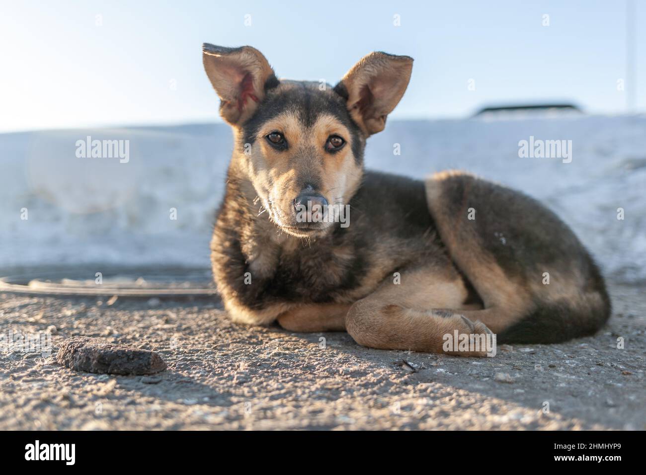 What Breed Of Dog Is In The Stray