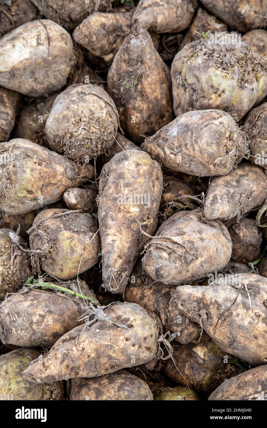 Beet sugar hi-res stock photography and images - Alamy