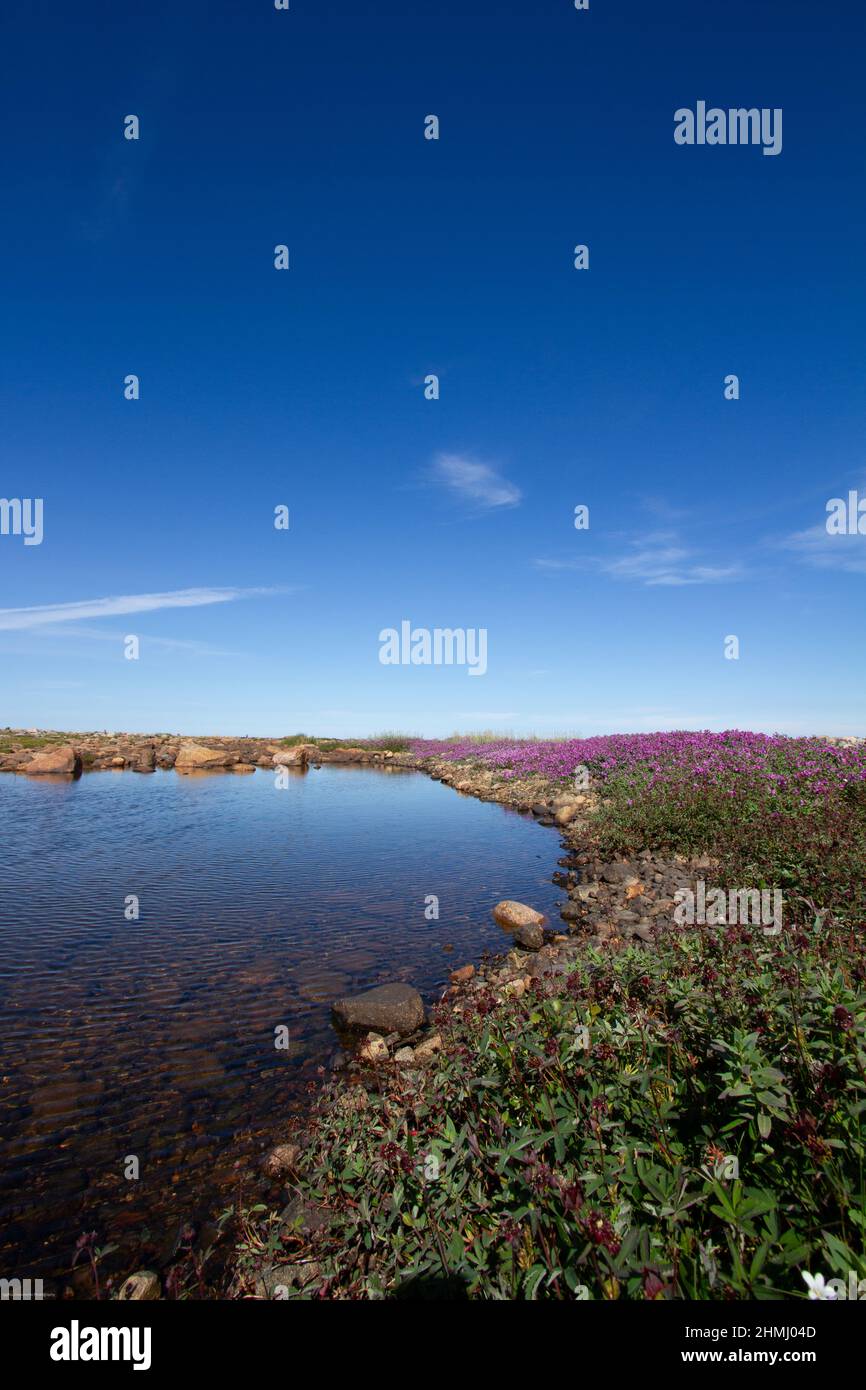 Beautiful arctic landscape in summer colours with pink flowers, blue ...