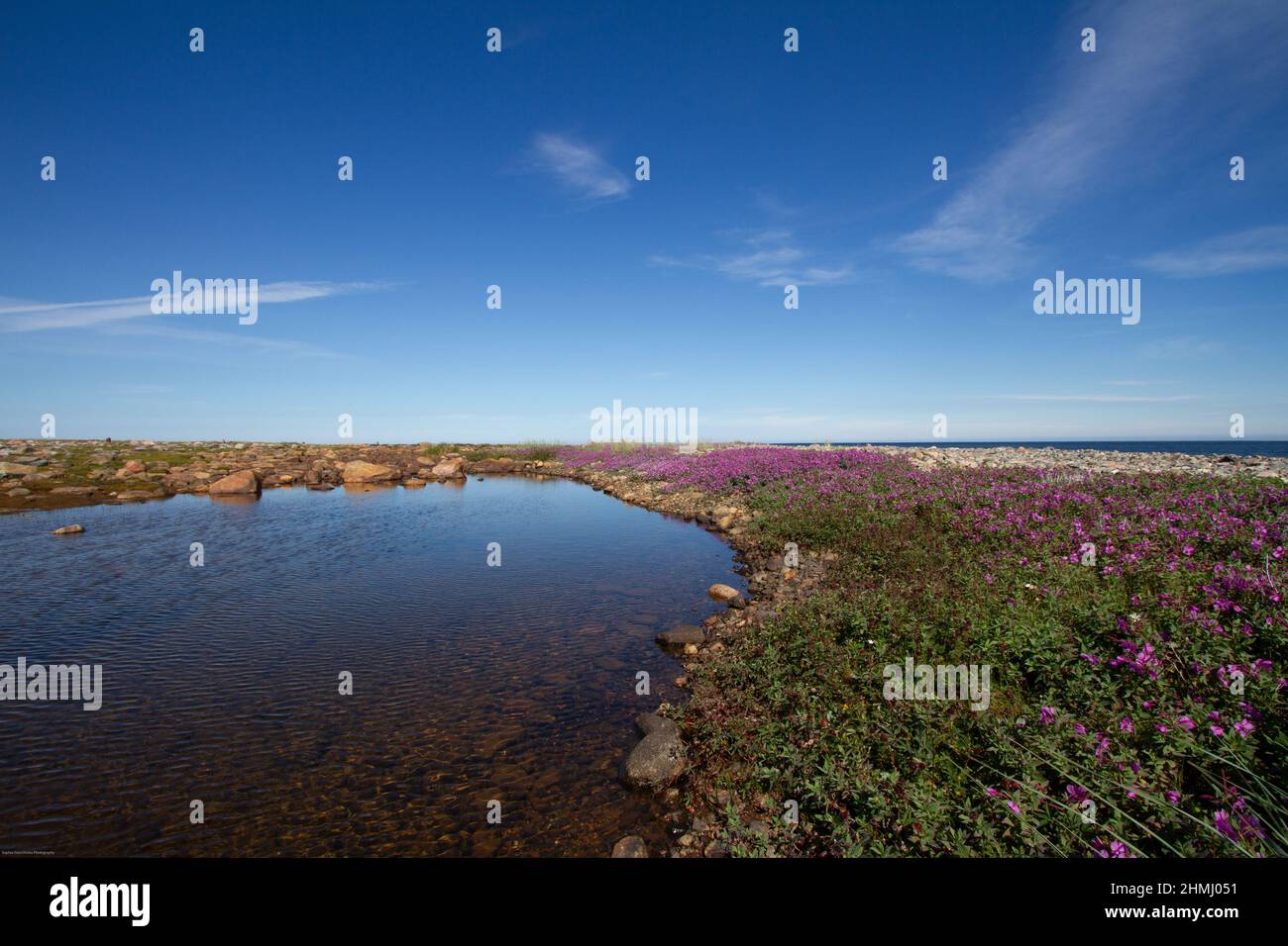 Beautiful arctic landscape in summer colours with pink flowers, blue ...