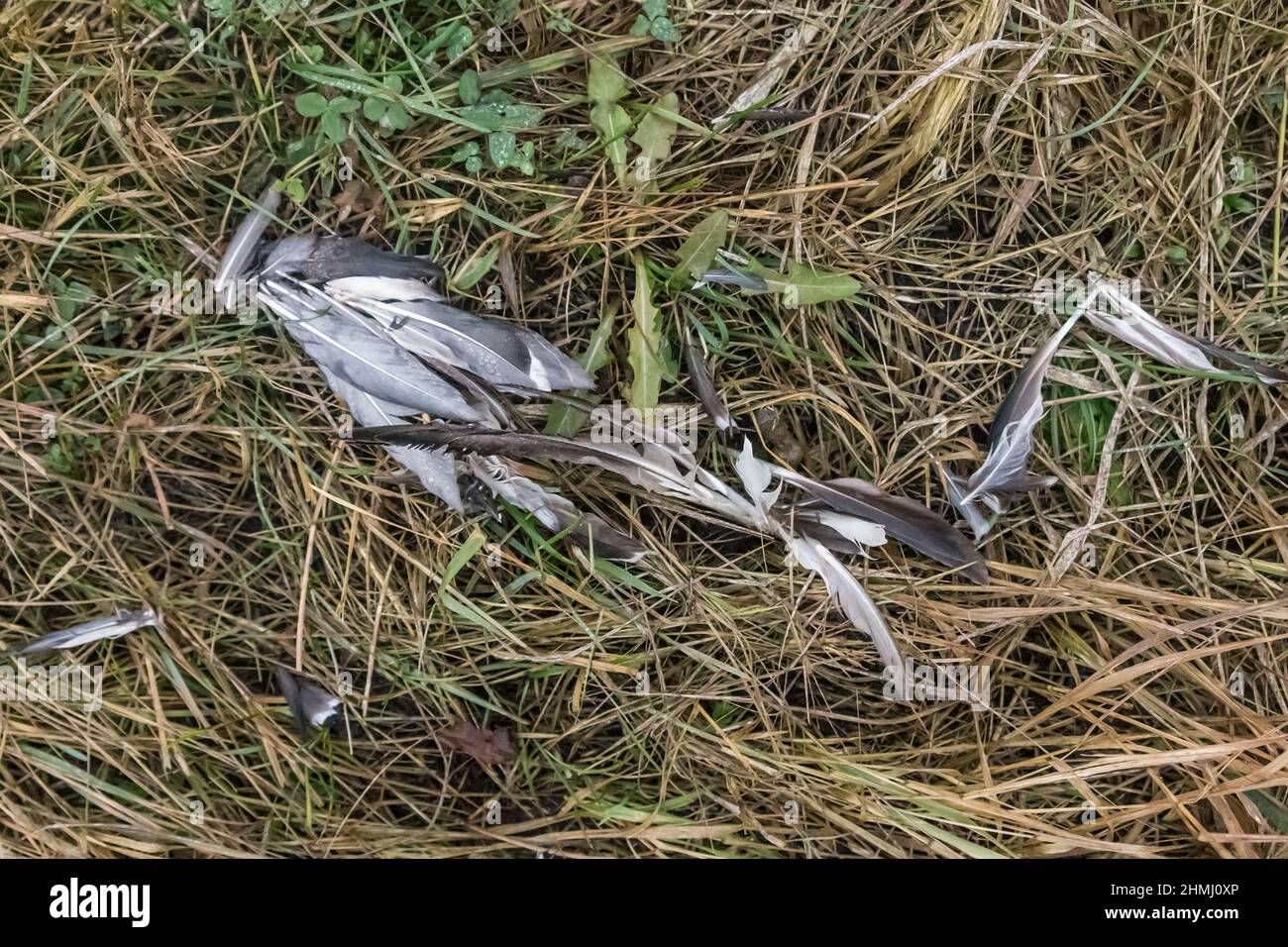 Object wildlife hi-res stock photography and images - Alamy