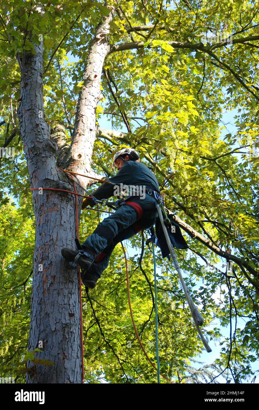 Climber timber forestry wood hi-res stock photography and images - Alamy