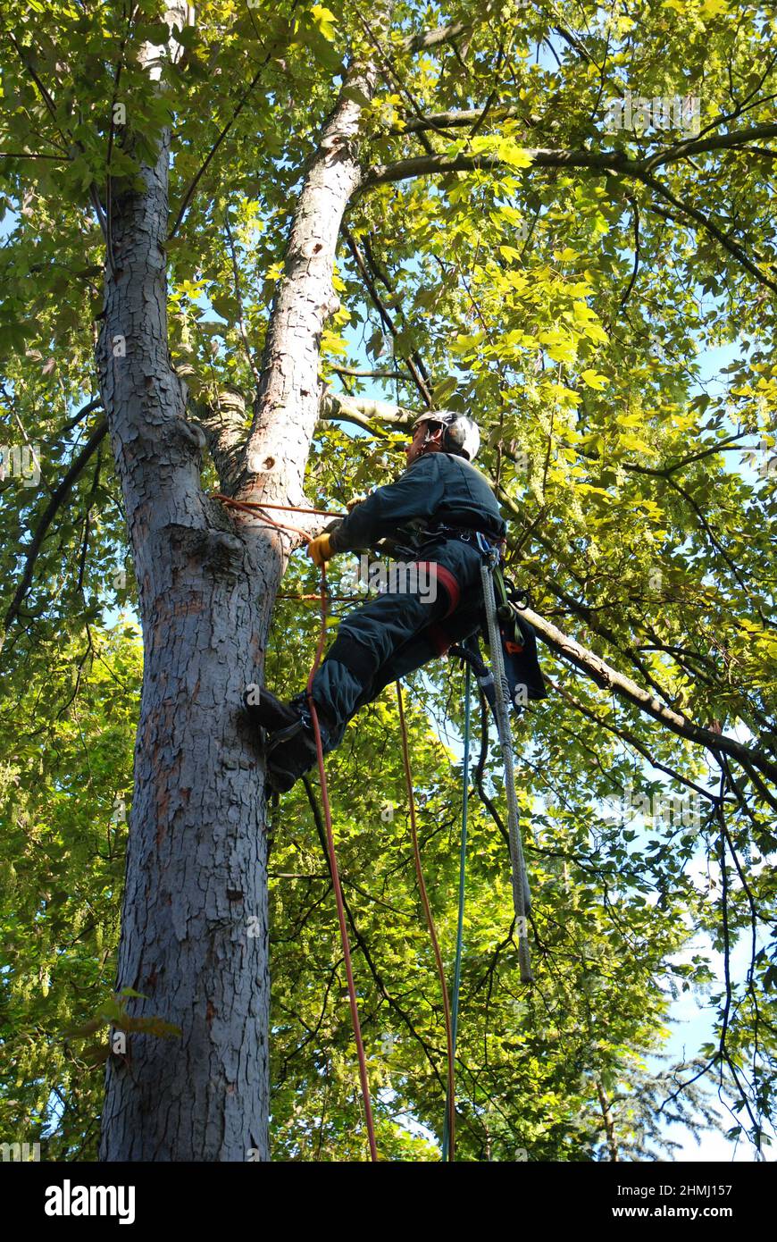 Climber timber forestry wood hi-res stock photography and images - Alamy