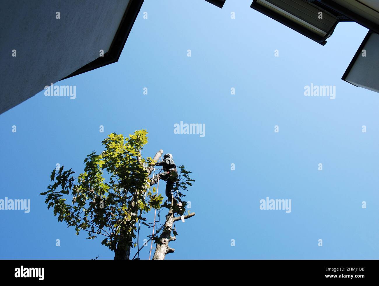 Tree climber is working on a tree inside a backyard Stock Photo - Alamy