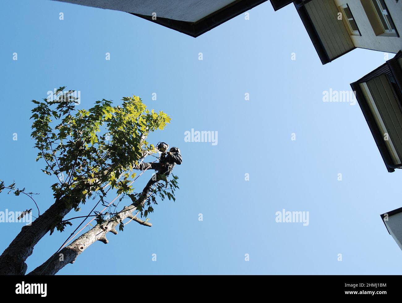 Tree climber is working on a tree in a backyard Stock Photo - Alamy