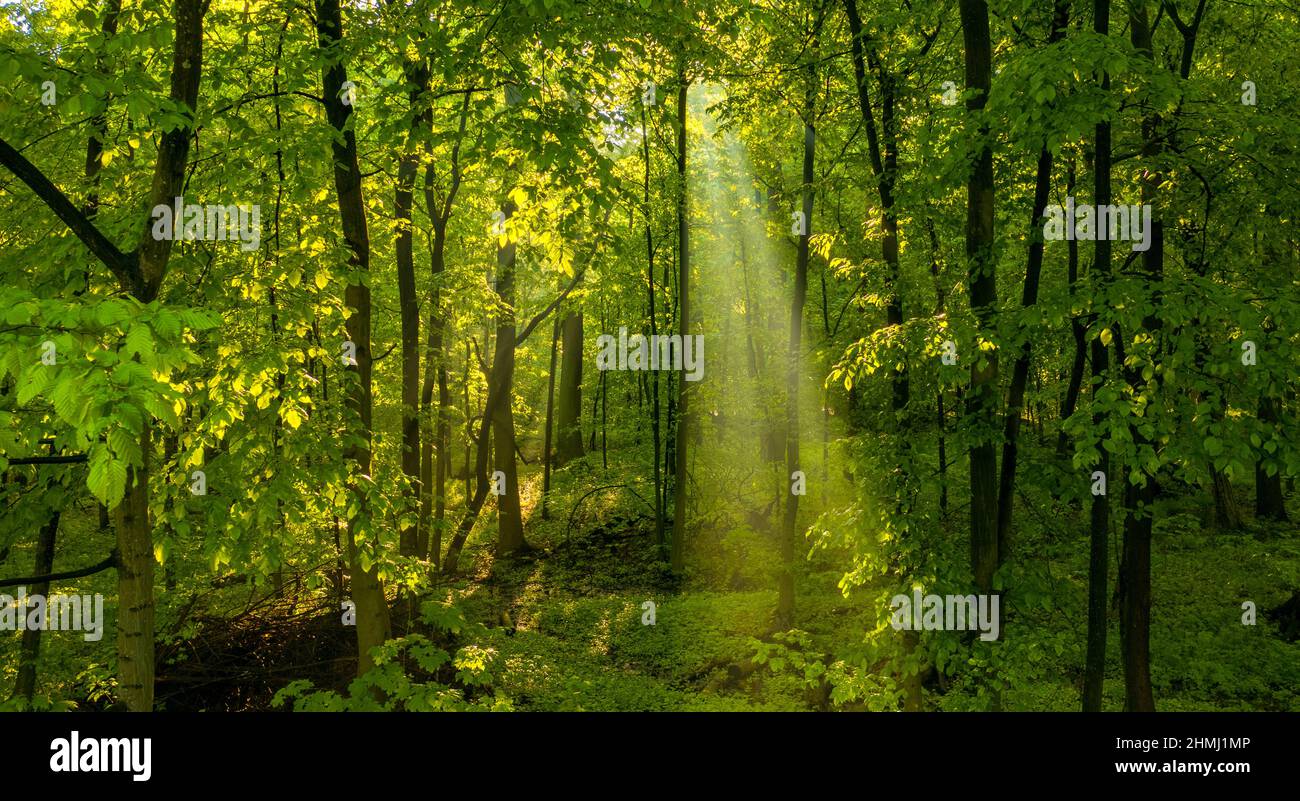 Wonderful summer landscape. The sun's rays shine through the green ...