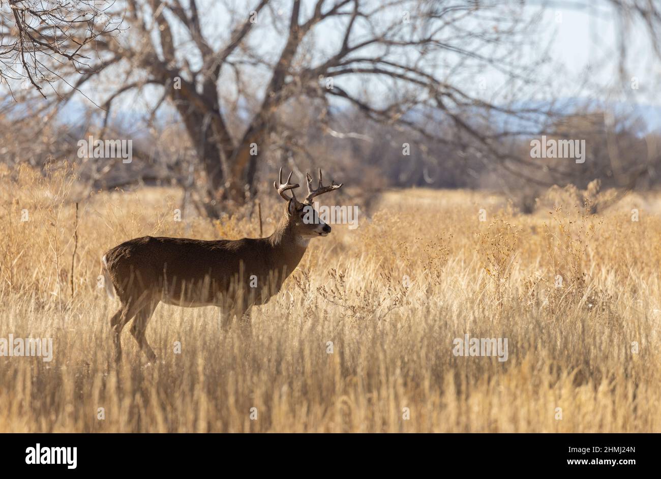 Whitetail Deer Buck During the Fall rut in Colroado Stock Photo - Alamy