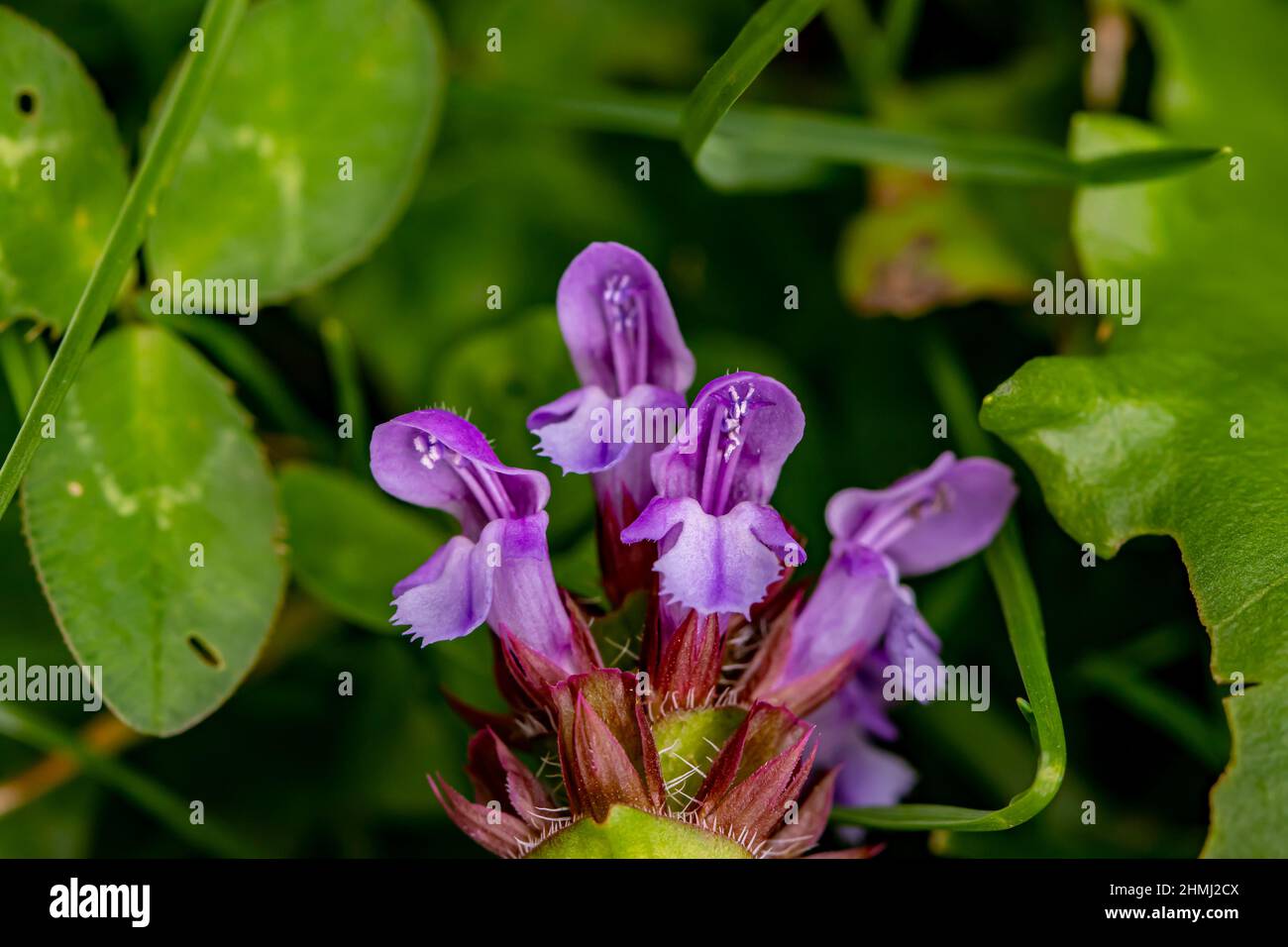 Prunella vulgaris flower in meadow Stock Photo - Alamy
