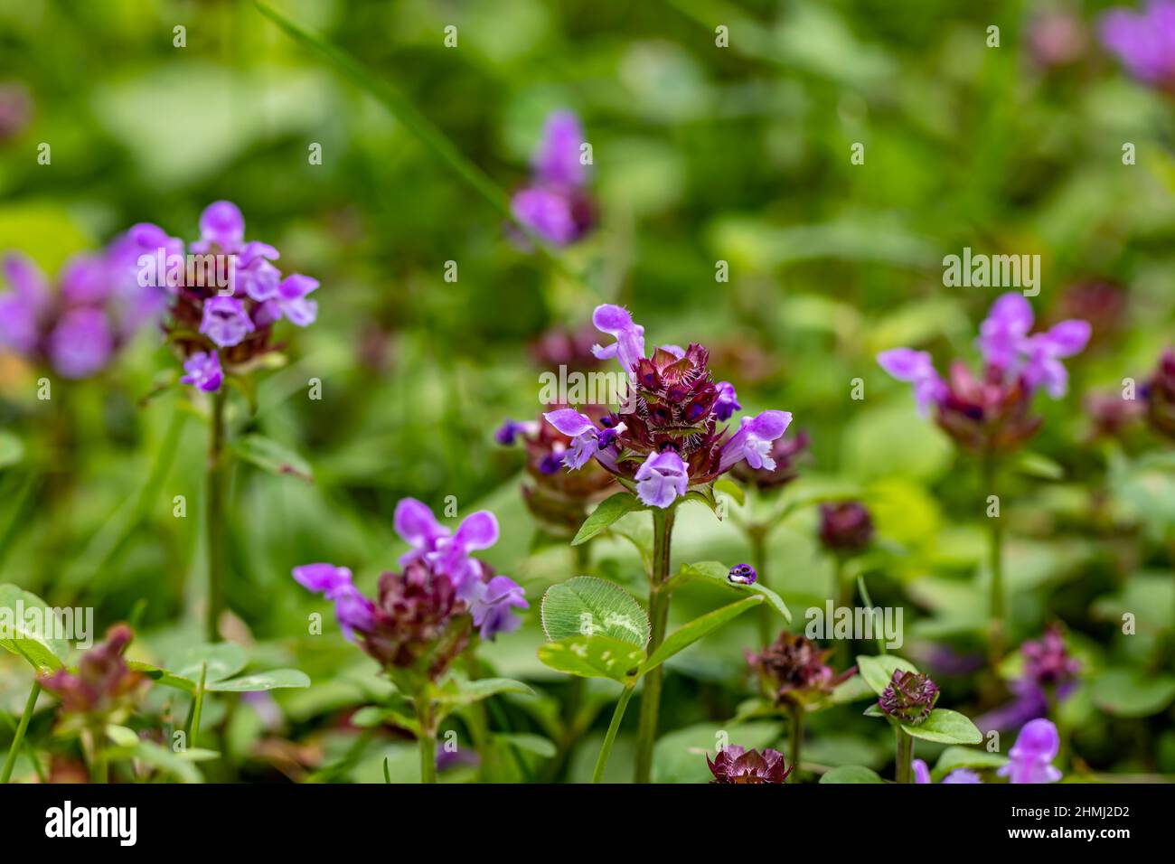 Prunella vulgaris flower growing in meadow, close up shoot Stock Photo ...