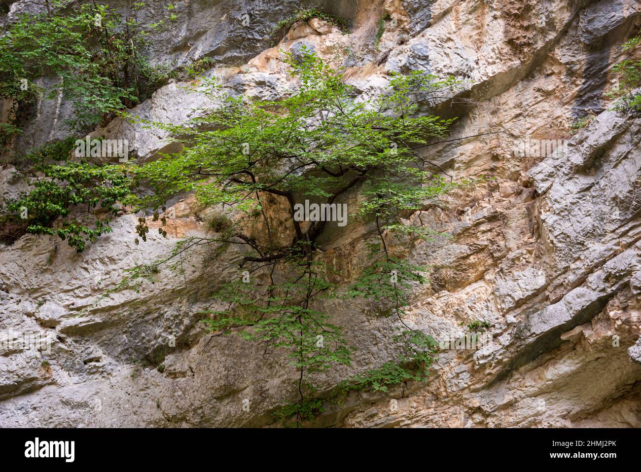 Old tree growing on a vertical rock Stock Photo - Alamy