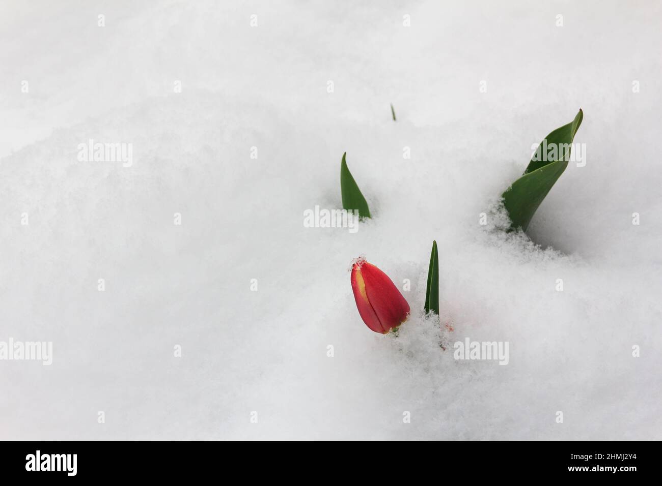 Weather snow spring cold snap hi-res stock photography and images - Alamy