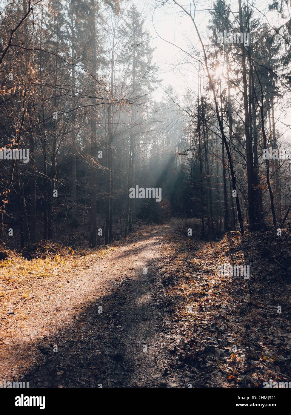 Beautiful morning sun in the forest Stock Photo - Alamy