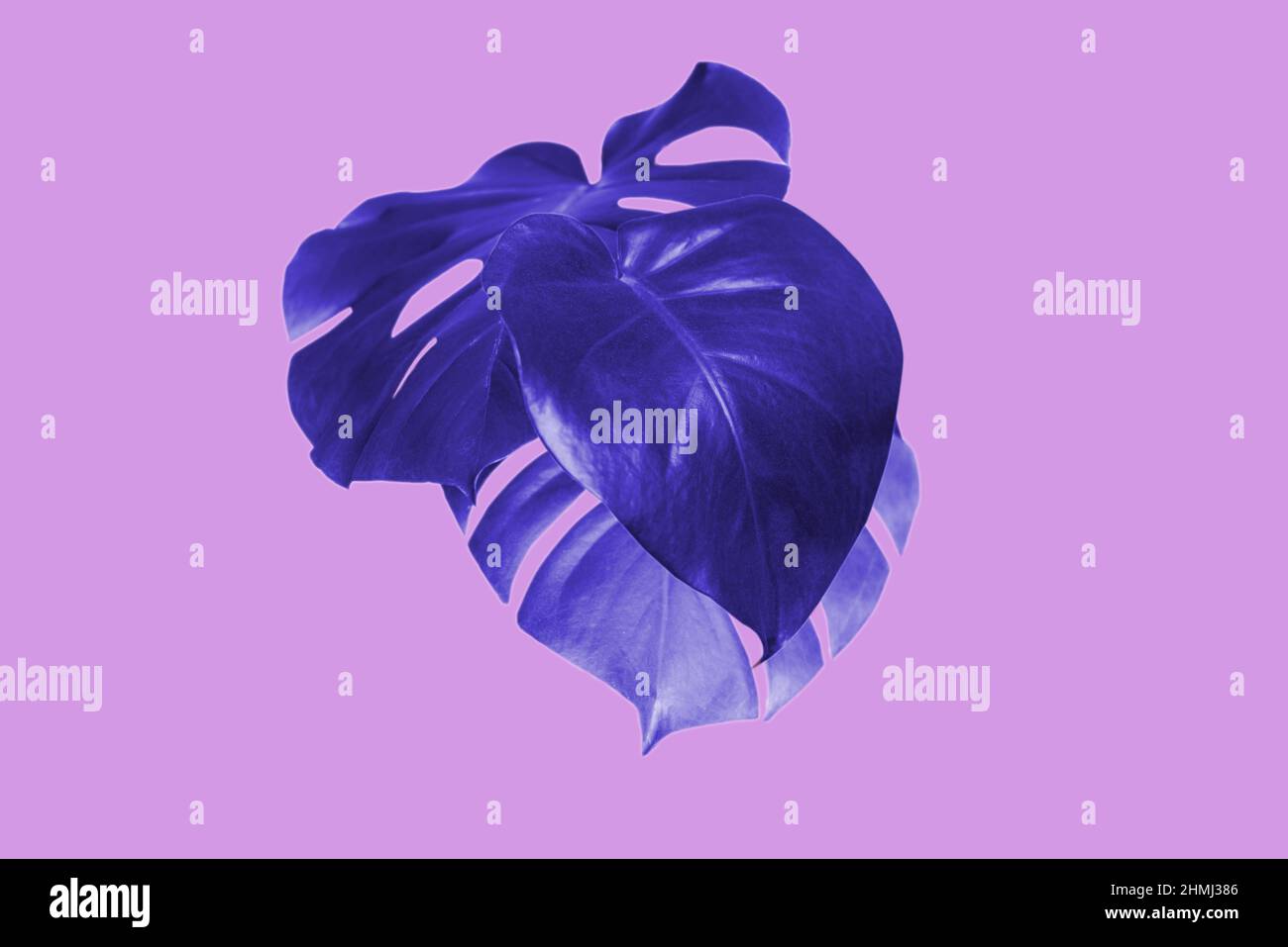 Purple plant monstera on a white background Stock Photo - Alamy