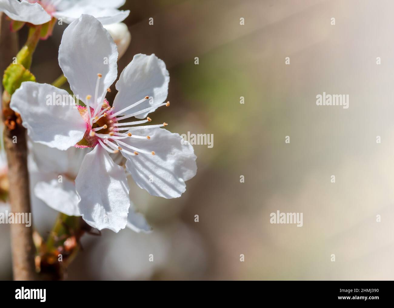 Spring and unfolded flowers. A white flower in close-up. A cherry ...
