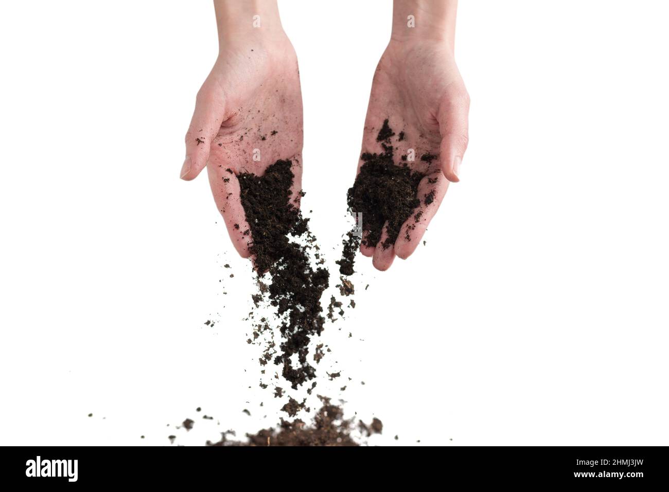 Brown soil in woman hands isolated on white background. The soil falls ...