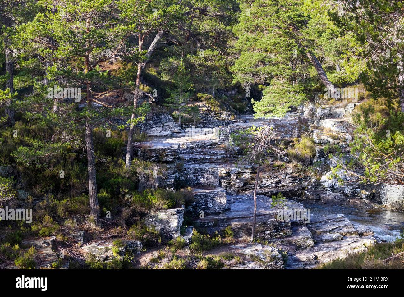 RIVER LUI MAR LODGE ESTATE BRAEMAR SCOTLAND SCOTS PINES Pinus ...