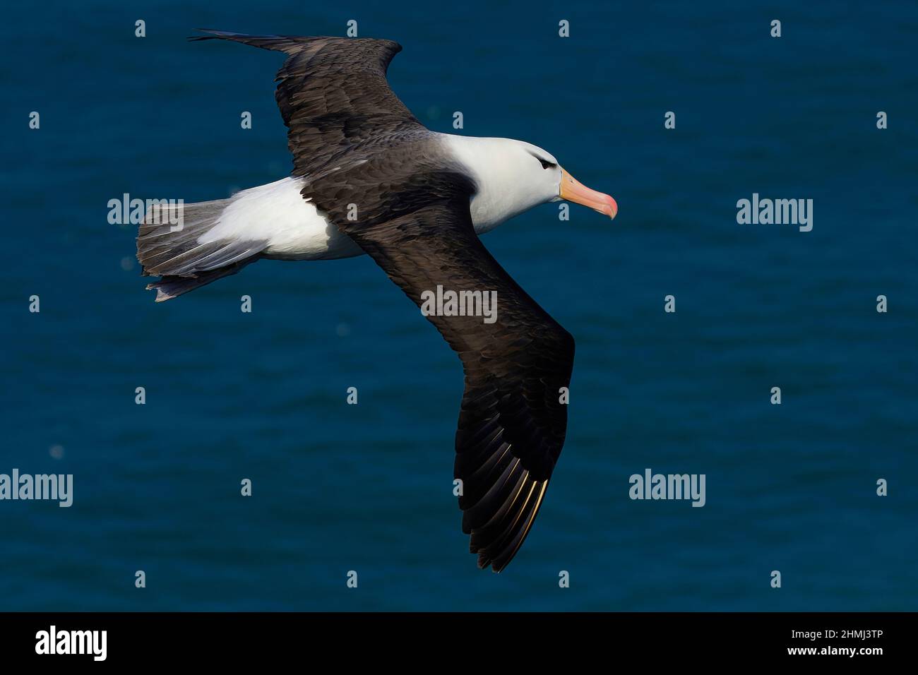 Black Browed Albatross Stock Photo - Alamy
