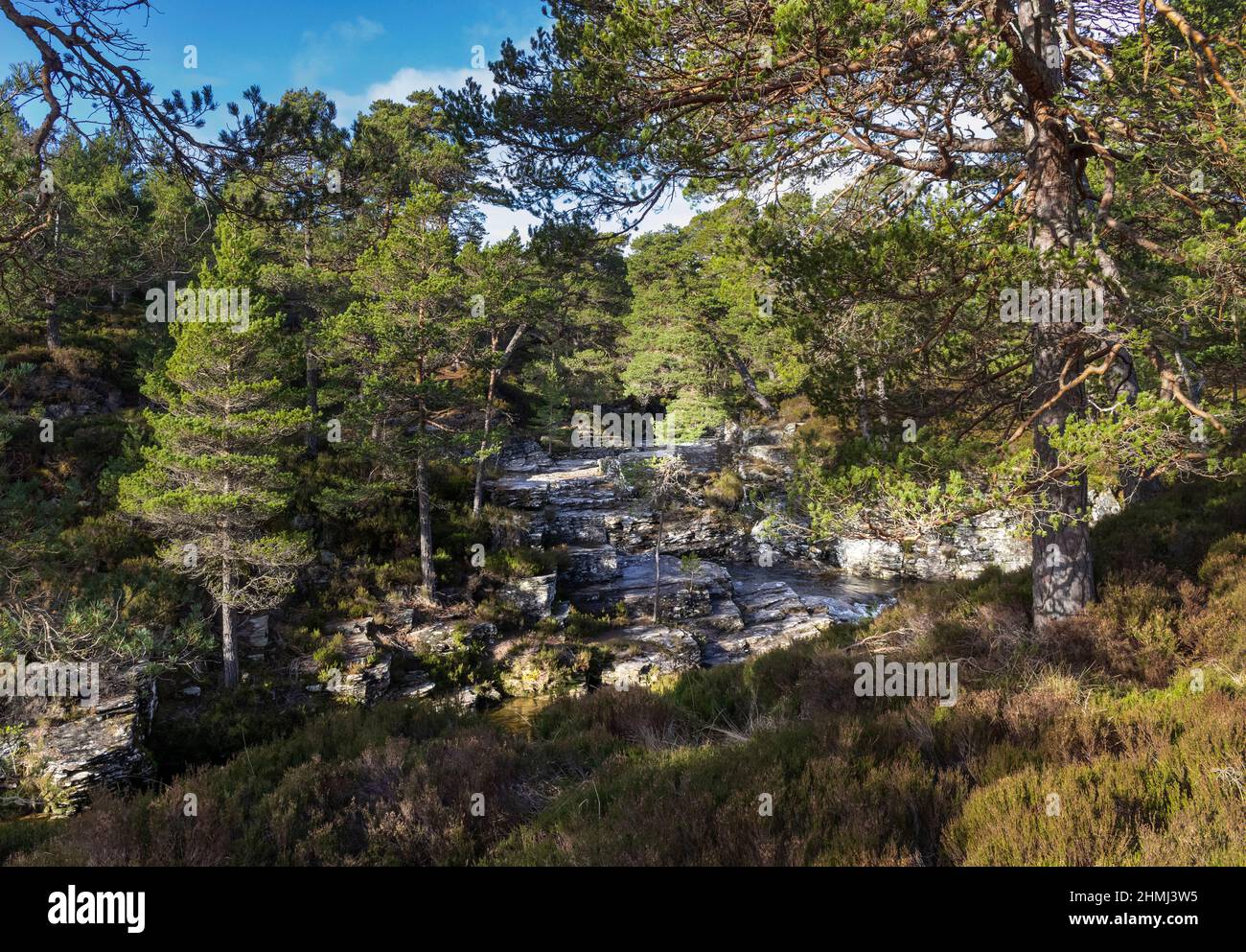 RIVER LUI MAR LODGE ESTATE BRAEMAR SCOTLAND SCOTS PINES Pinus ...