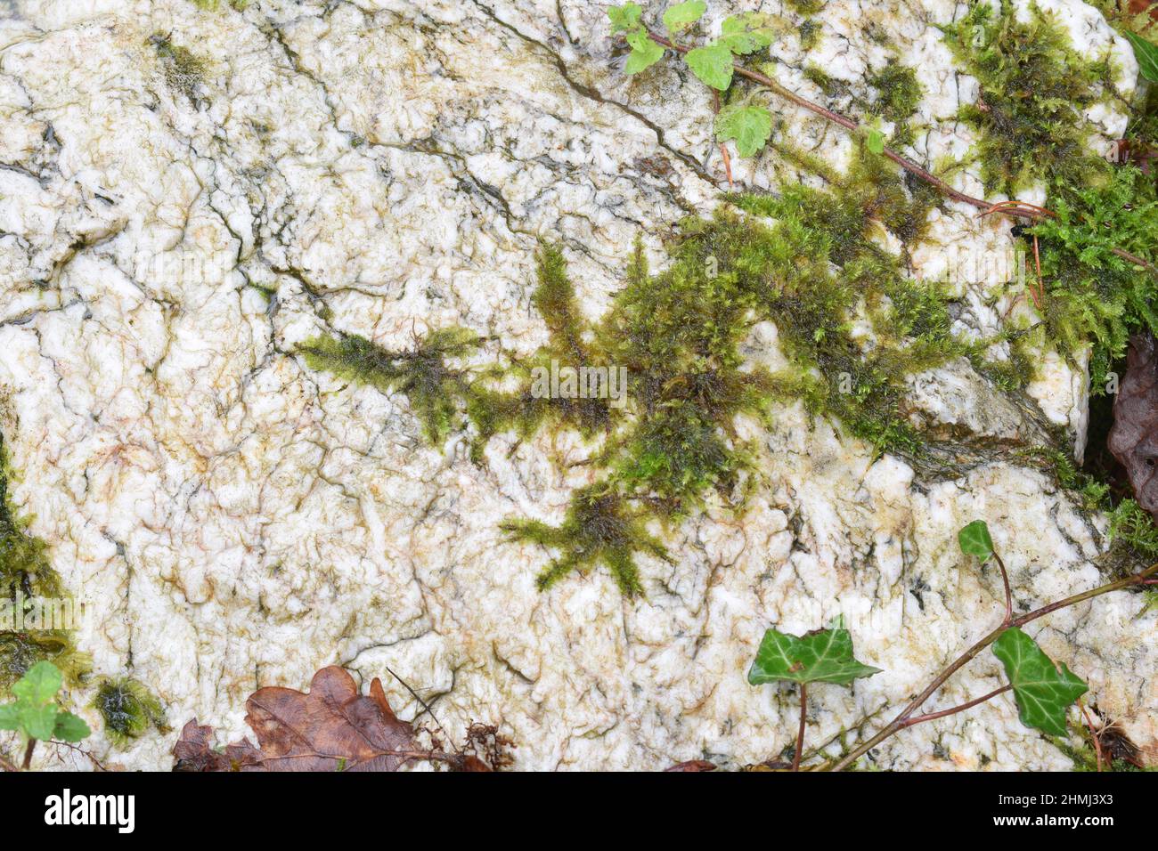 Moss growing on a quartzite boulder Stock Photo - Alamy