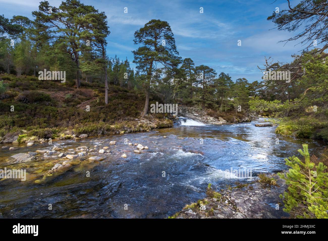 RIVER LUI MAR LODGE ESTATE BRAEMAR SCOTLAND SCOTS PINES Pinus ...