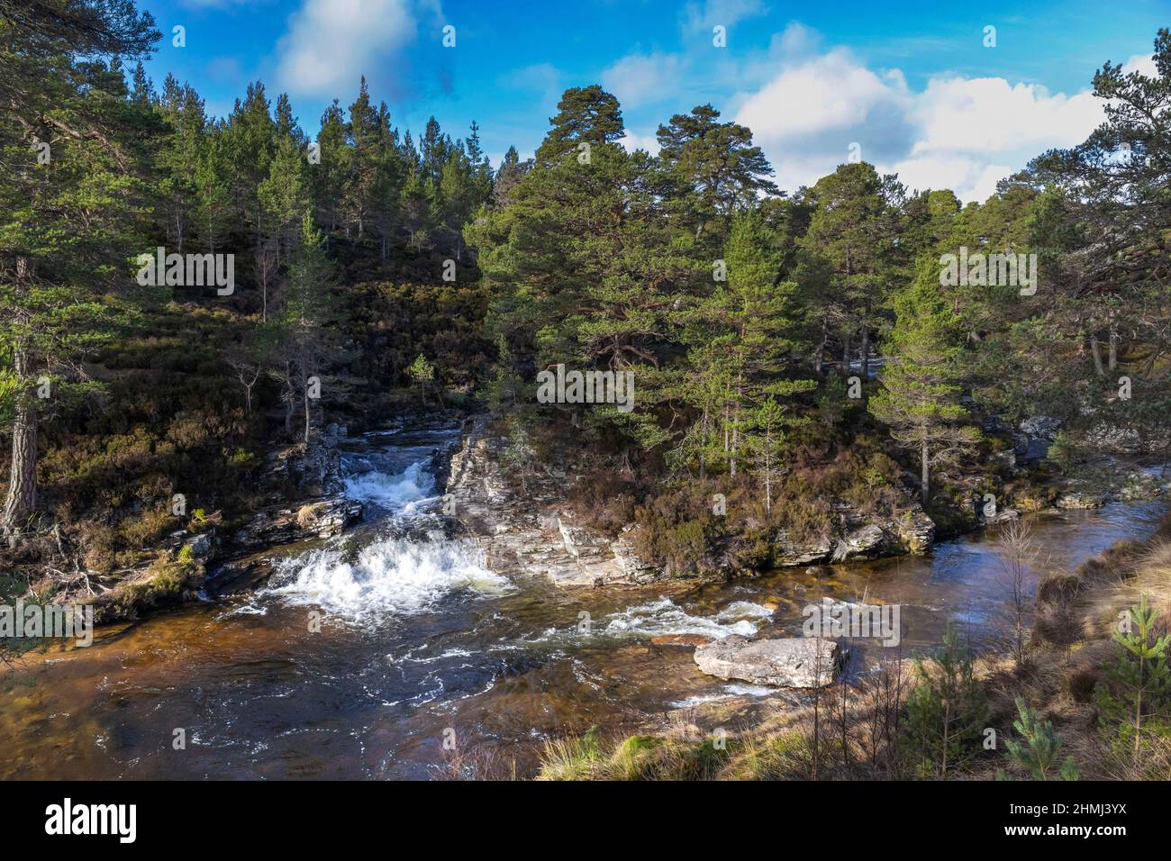 RIVER LUI MAR LODGE ESTATE BRAEMAR SCOTLAND SCOTS PINES Pinus ...