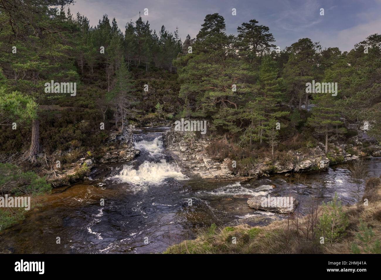 RIVER LUI MAR LODGE ESTATE BRAEMAR SCOTLAND SCOTS PINES Pinus ...