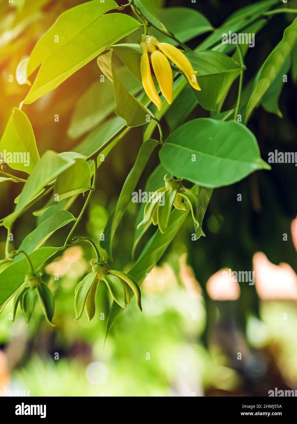 Ilang ilang hi-res stock photography and images - Alamy