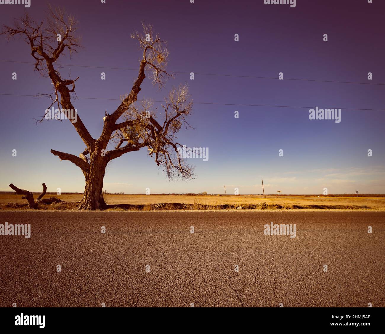 A lone tree stands out in the countryside of Tornillo, Texas just ...