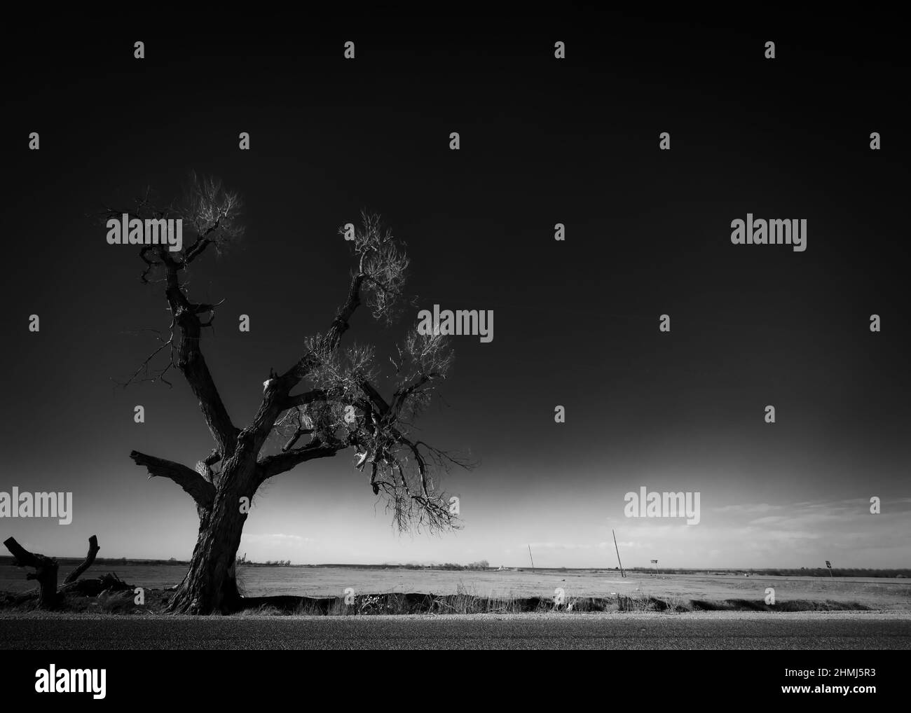 A lone tree stands out in the countryside of Tornillo, Texas just ...