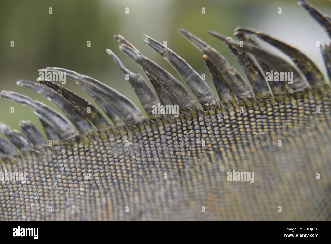 Guayaquil, Ecuador. 09th Feb, 2022. Detail of the scales and back ...