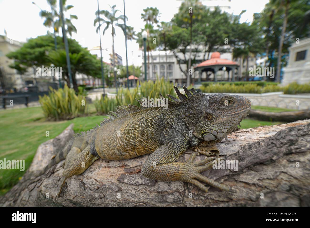 Guayaquil, Ecuador. 09th Feb, 2022. An iguana rests at the famous ...