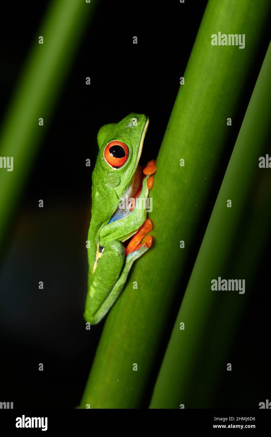 red-eyed tree frog or Agalychnis callidryas, Maquenque Eco Lodge, Costa ...