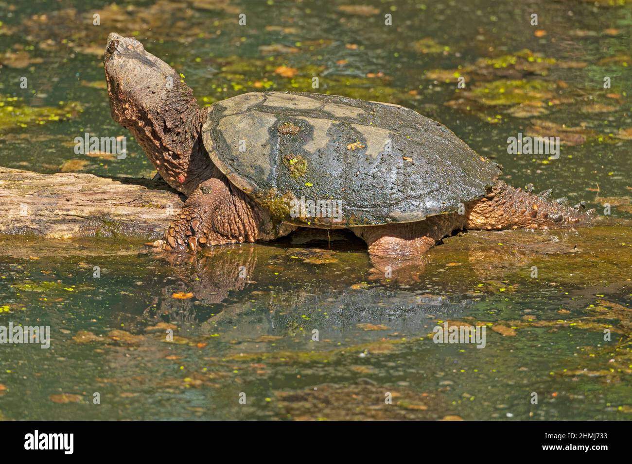 A Snapping Turtle Basking in the Springtime Sun in Cuyahoga Valley ...