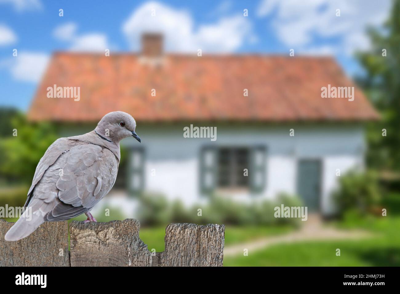 Dove house hi-res stock photography and images - Alamy