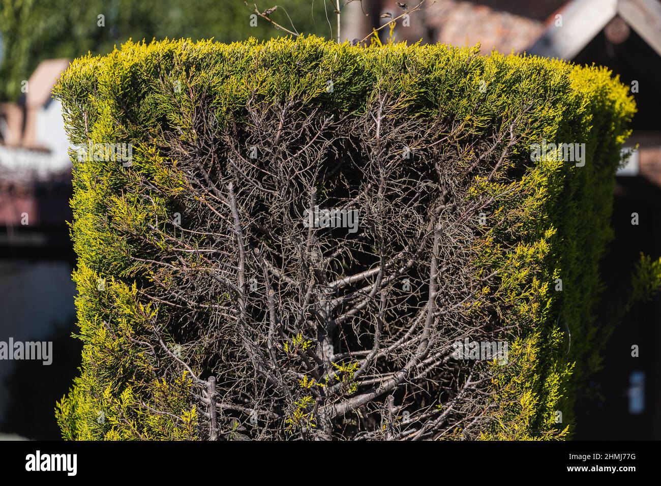 Green ornamental bush in the form of a rectangle in the garden. bush ...