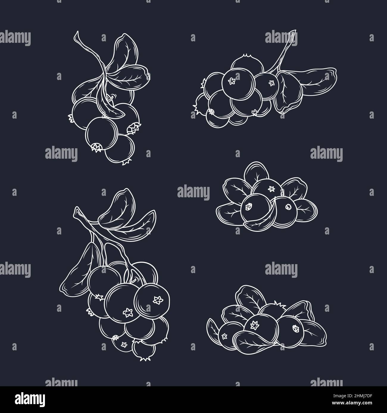 Cranberry vector drawing. Isolated berry branch sketch on white ...