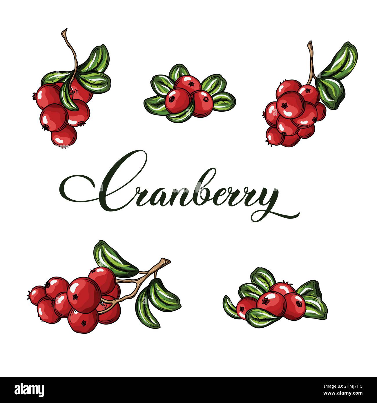 Hand drawn cranberry branch, leaf and berry. Engraved colored vector ...