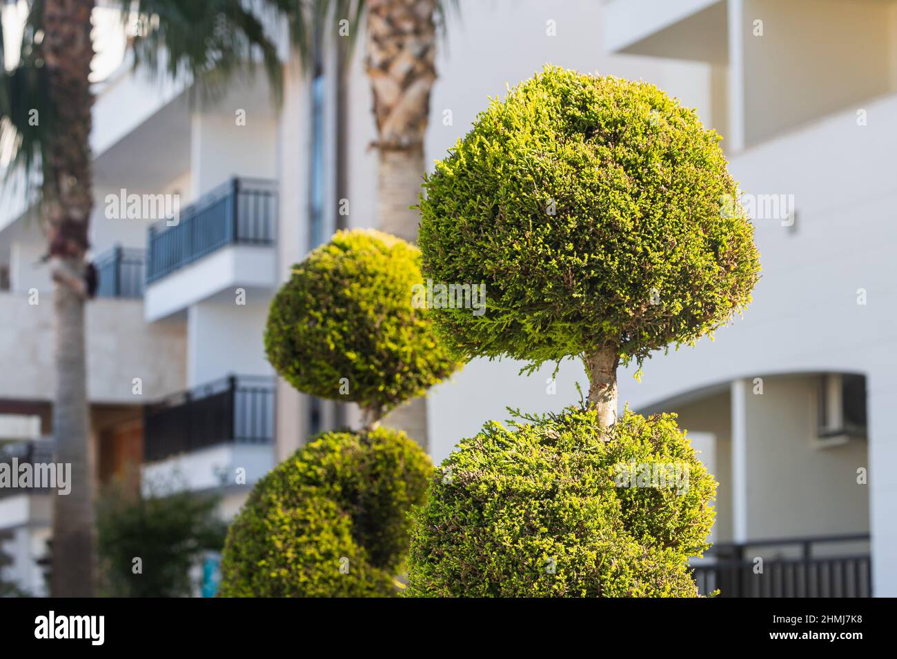 Green ornamental bushes of round shape in the garden Stock Photo - Alamy
