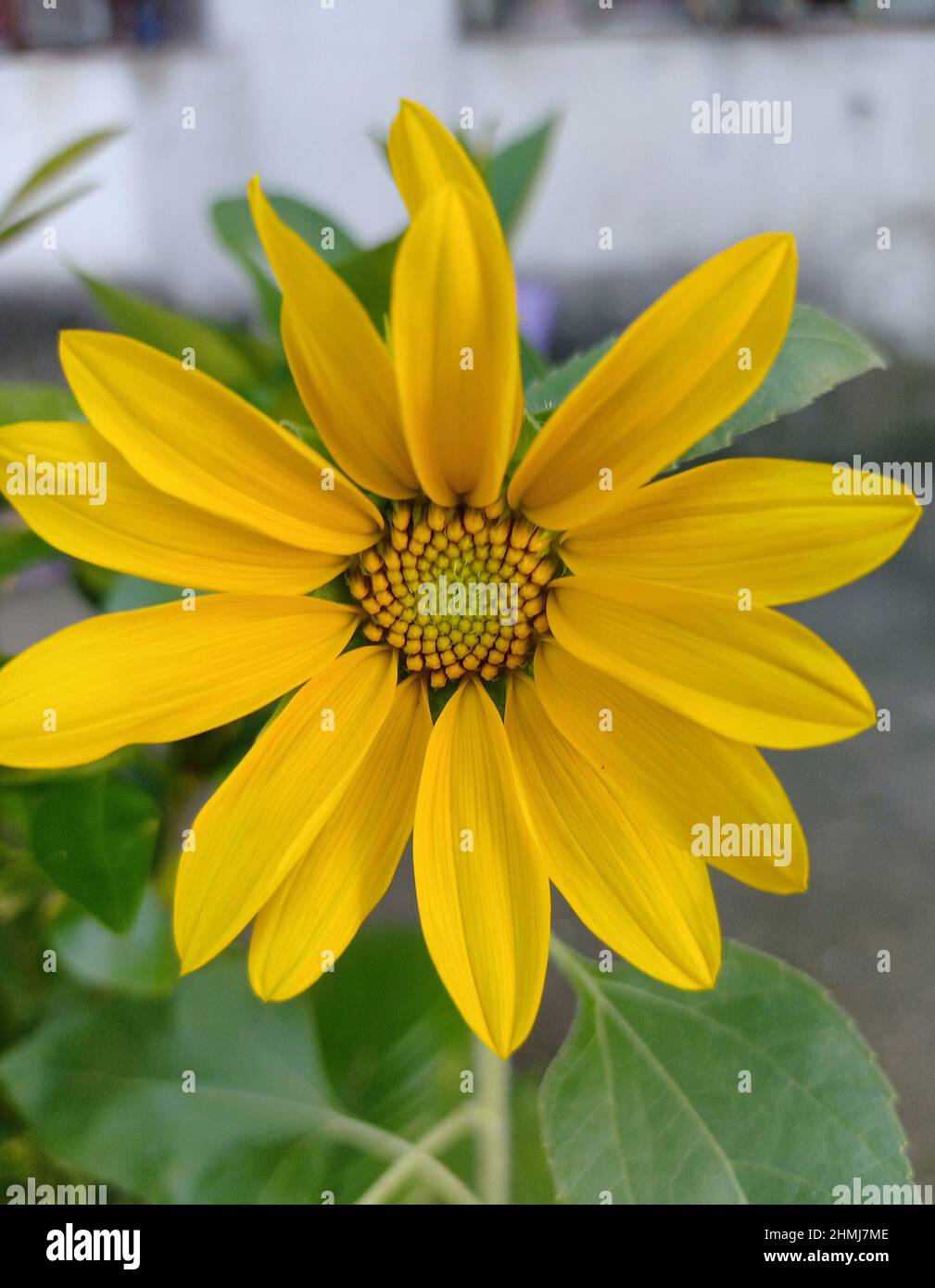Vertical shot of a sunroot on the blurry background Stock Photo - Alamy