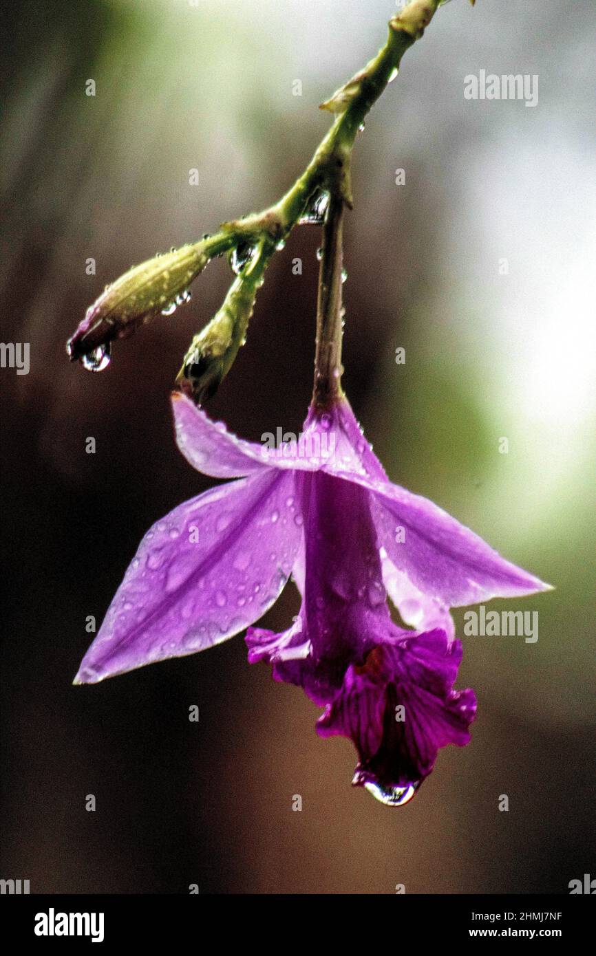 Vertical closeup of the Aquilegia saximontana. Rocky Mountain columbine ...