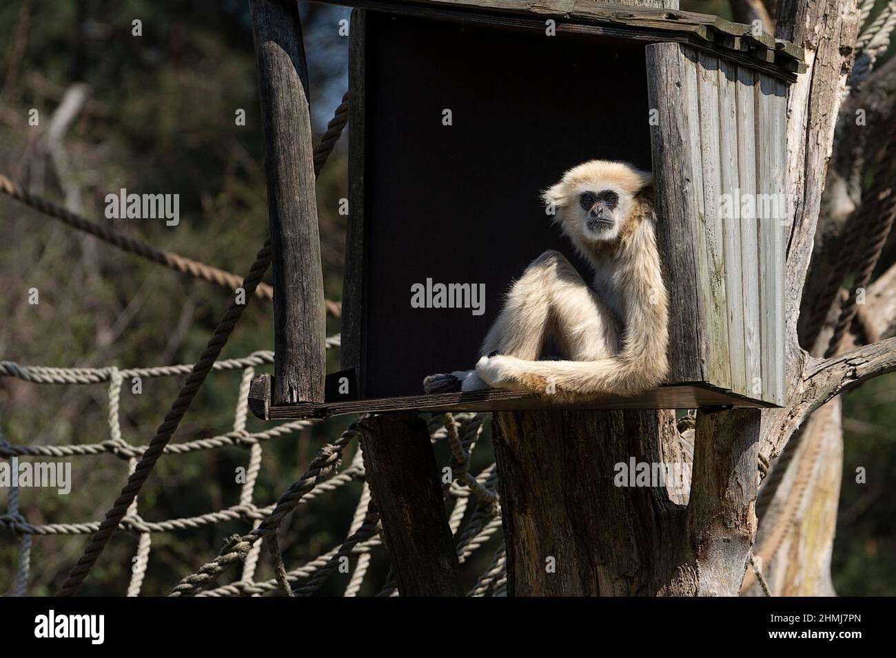 Monkey house zoo hi-res stock photography and images - Alamy